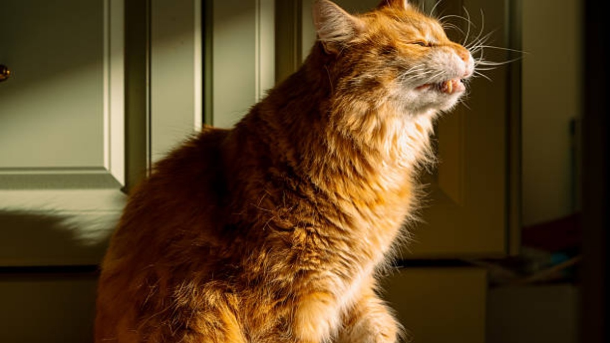 Does your cat need sunlight every day? What apartment owners should know