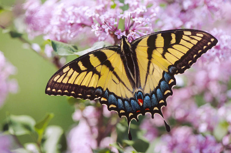 4 common gardening mistakes that harm pollinators—and what to do instead