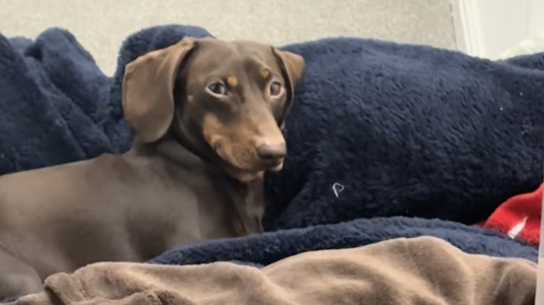 Dachshund turns on the drama to get into bed with his human and we're ...