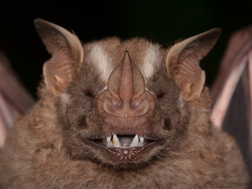 Rabid bat found in South Jersey