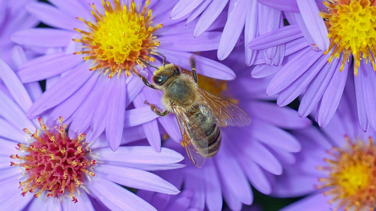A single honeybee colony can visit 50 million flowers in one day