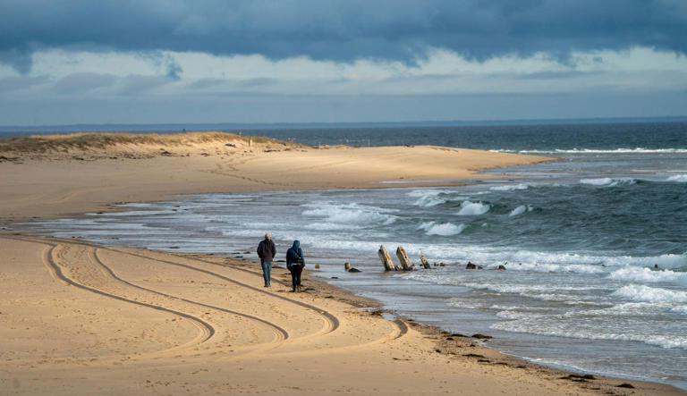 Thousands of squid just washed on a Cape Cod beach