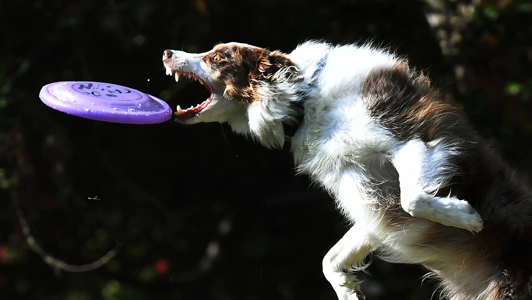 10 intelligent dog breeds that need mental stimulation