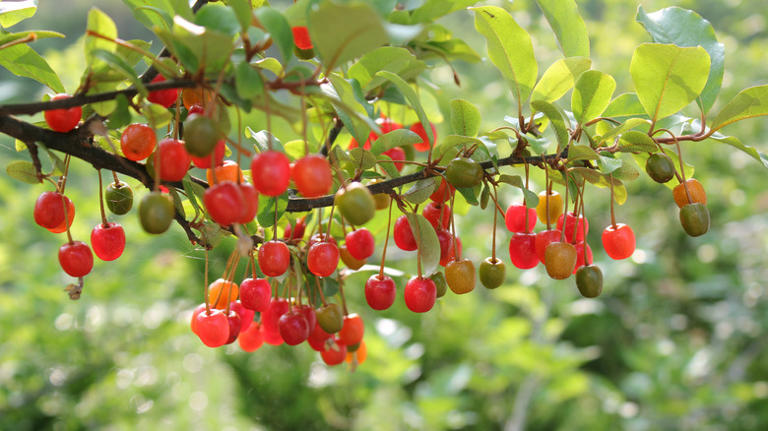 Don't fall for its beauty: The mosquito-attracting tree you don't want ...