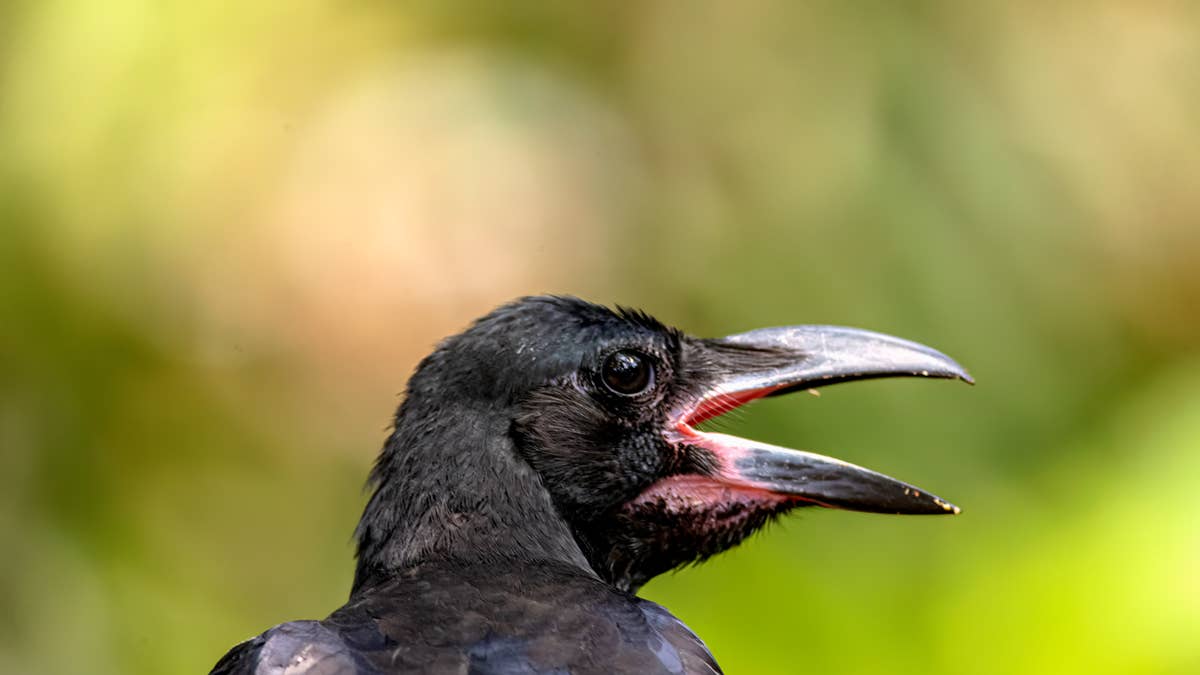 Woman creates a 'crow bar' in her yard—and the local crows are ...