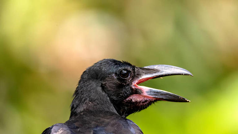 Woman creates a 'crow bar' in her yard—and the local crows are ...