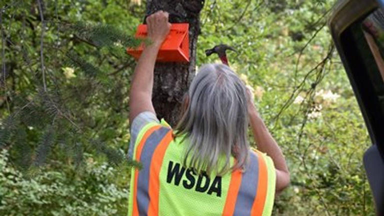 WSDA deploys seasonal pest program crews statewide to set traps for ...