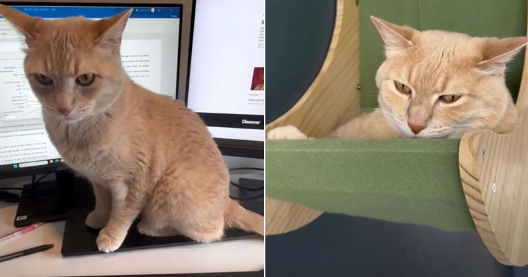 Cat left alone with spare human for 5 days barely survives the ordeal