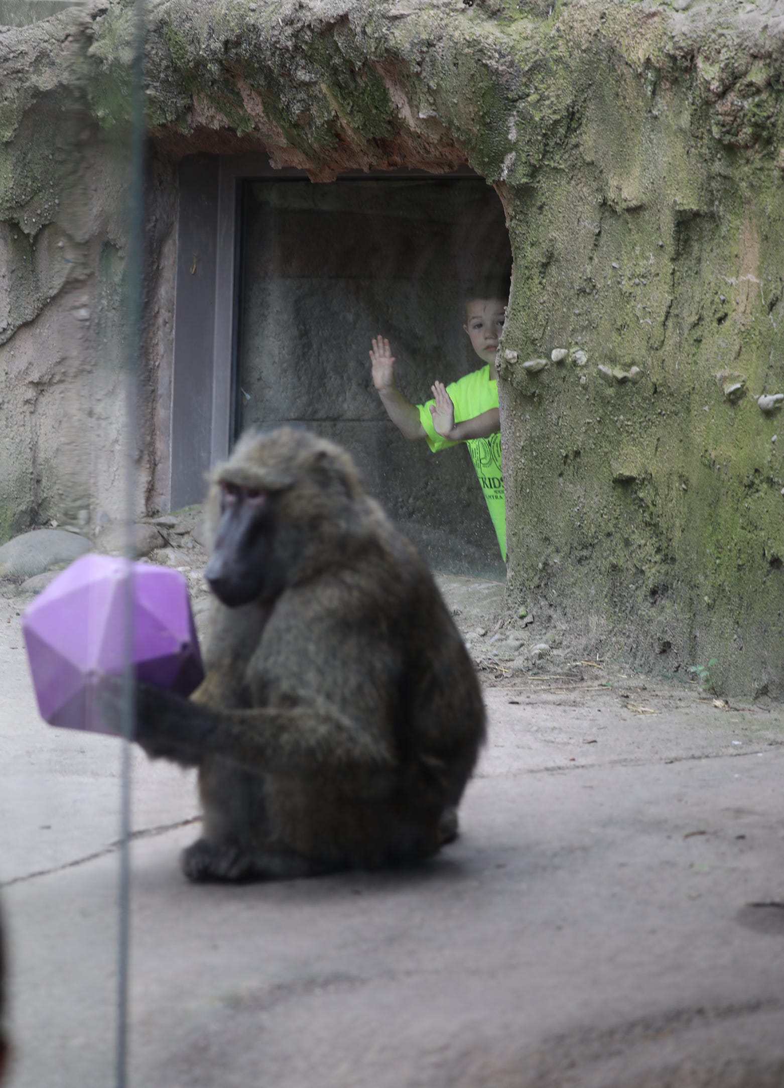 Seneca Park Zoo closes early after tree limb falls