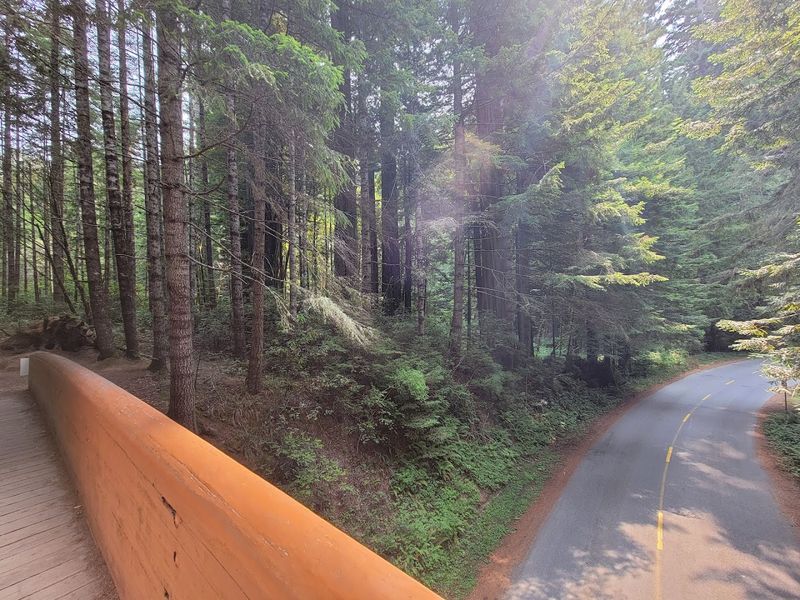 This fairytale California redwood trail turns an everyday family walk ...
