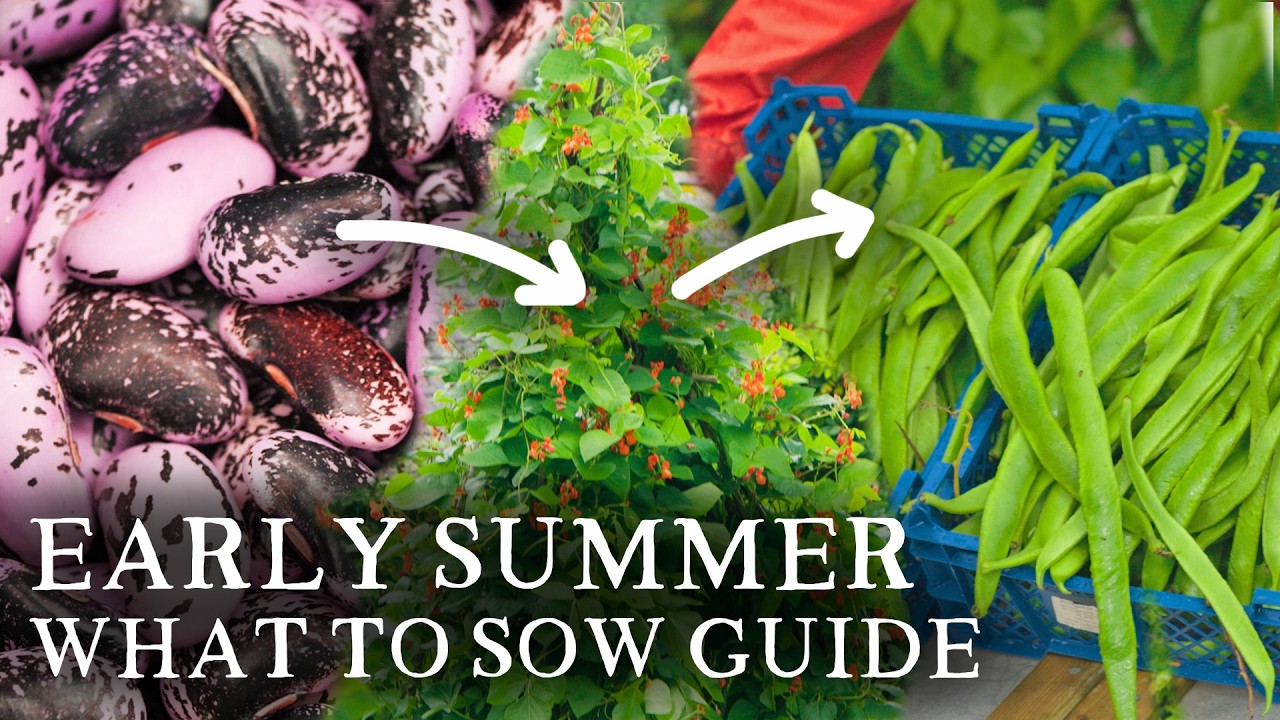 9 fast-growing vegetables to sow now!