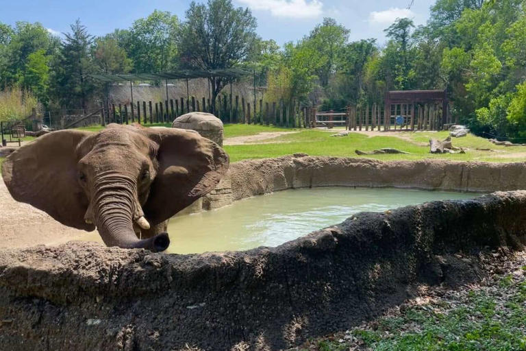 Elephants are disappearing from zoos. A Texas zoo just became the ...