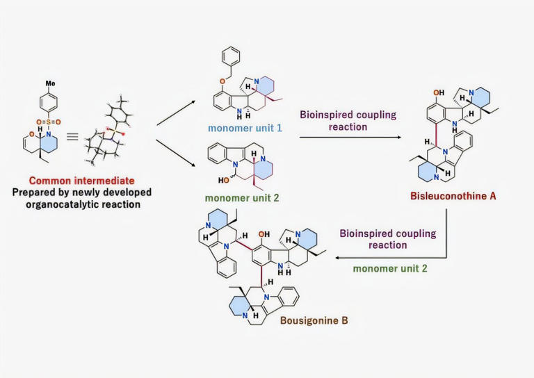 Chemists unlock first total synthesis of rare plant alkaloid tied to ...