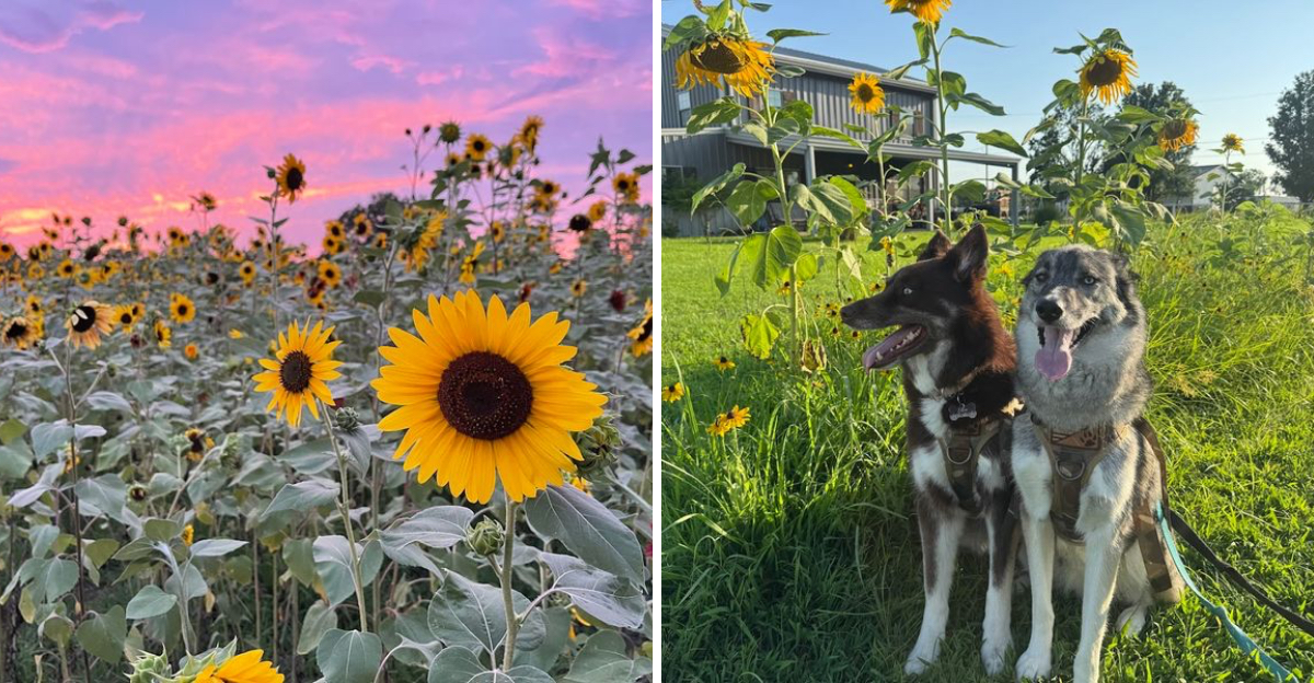 The gorgeous, appointment-only Oklahoma sunflower field made for your ...