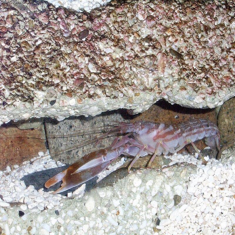 Meet the pistol shrimp, the ocean's loudest little creature