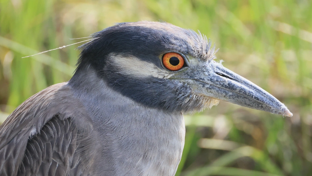 Experts urge giving urban bird nests space amid population decline