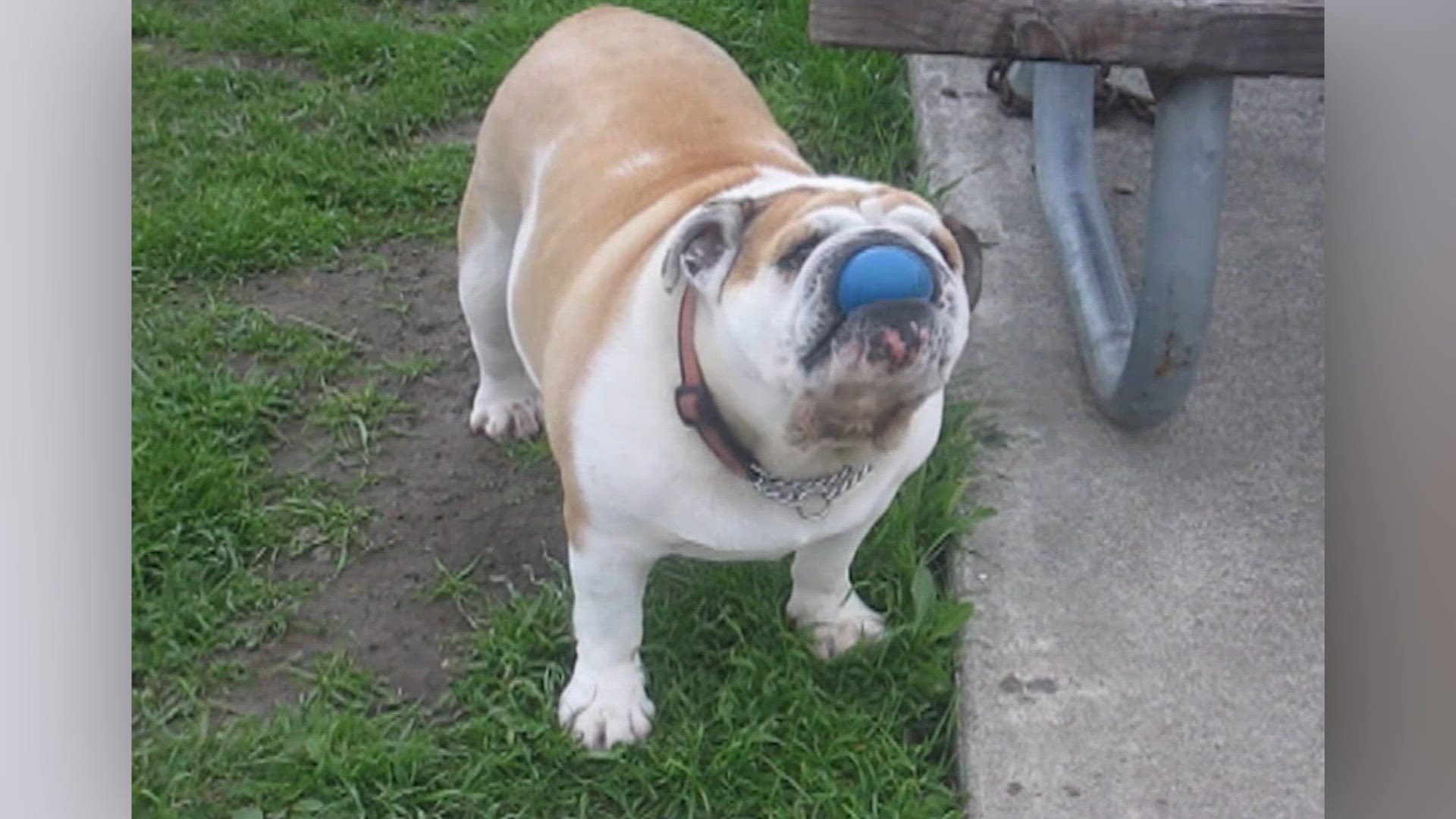 Adorable bulldogs