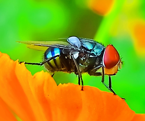 Texas activates emergency response to screwworm