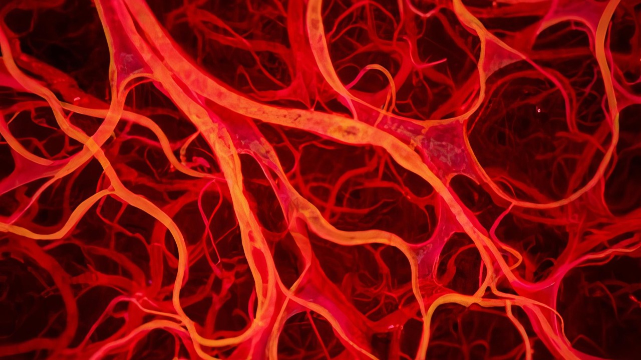 The blood vessels in your body would stretch about 60,000 miles if uncoiled