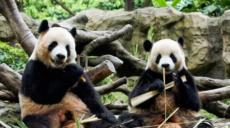 The real reason pandas look the way they do is stranger than most ...