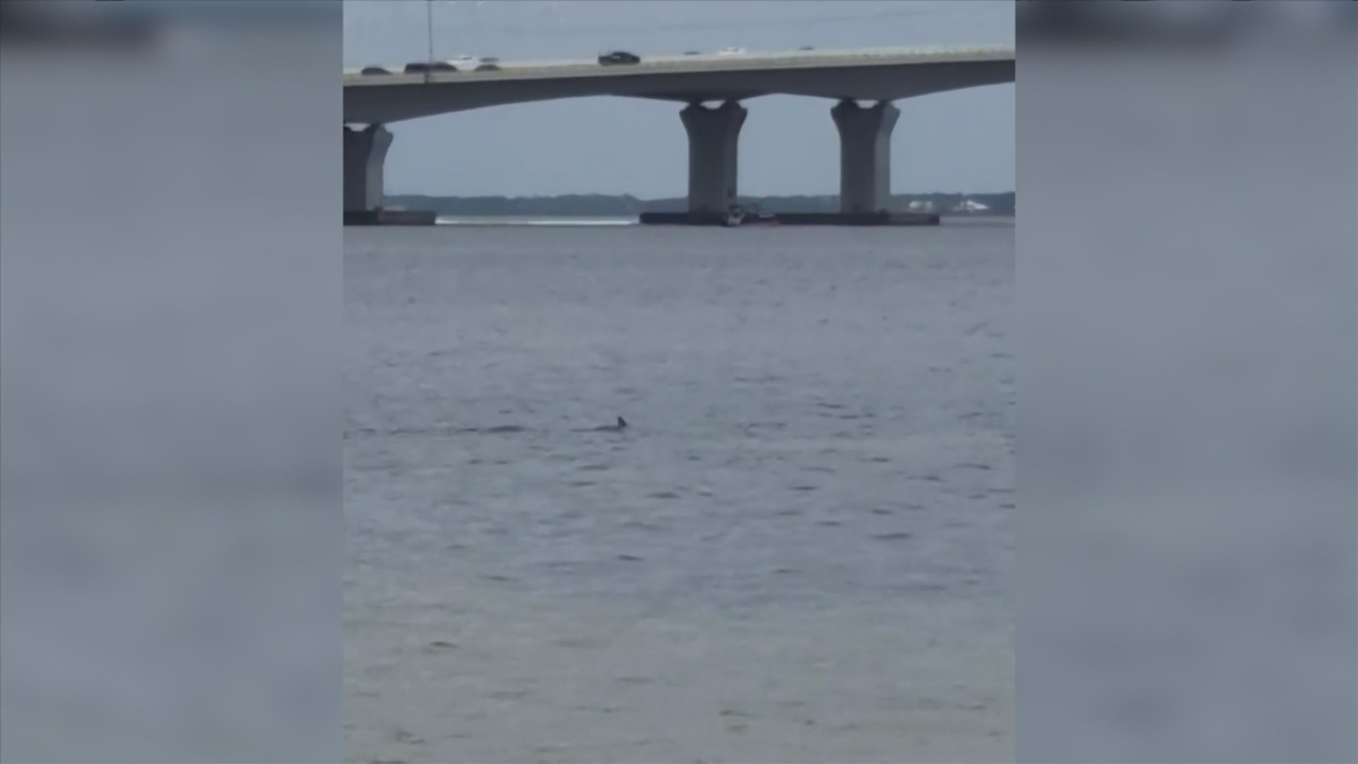 NSA Panama City shark attack