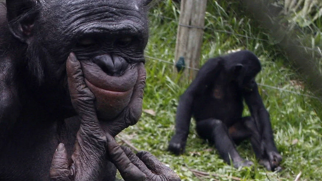 12 animals that laugh and play like humans