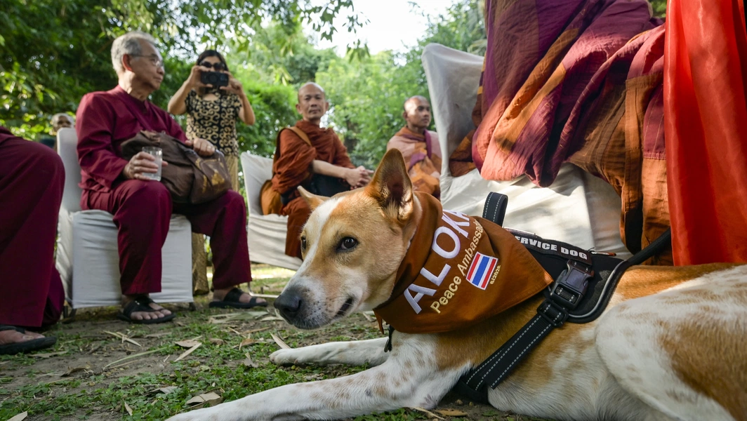 10 inspiring stories of stray dogs finding hope