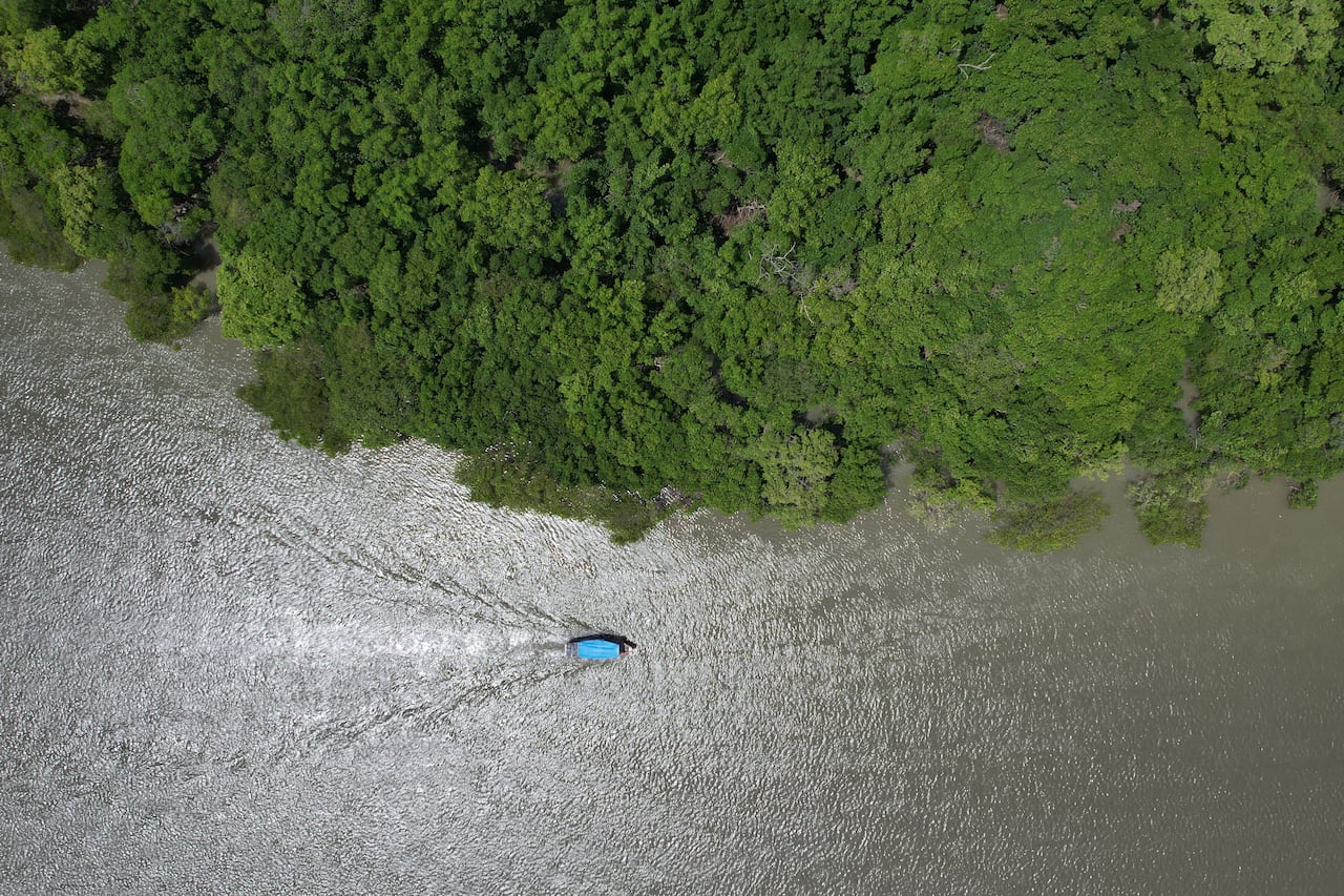 Satellite images show mangrove forests are now expanding after decades ...