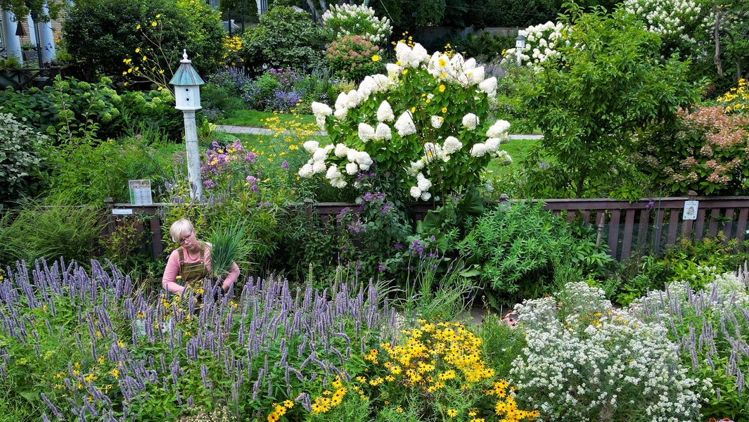 Bring your garden to life with native plants