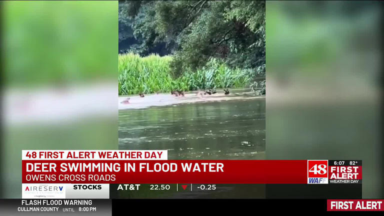 Deer spotted swimming through floodwaters at Flint River Farm in Owens ...