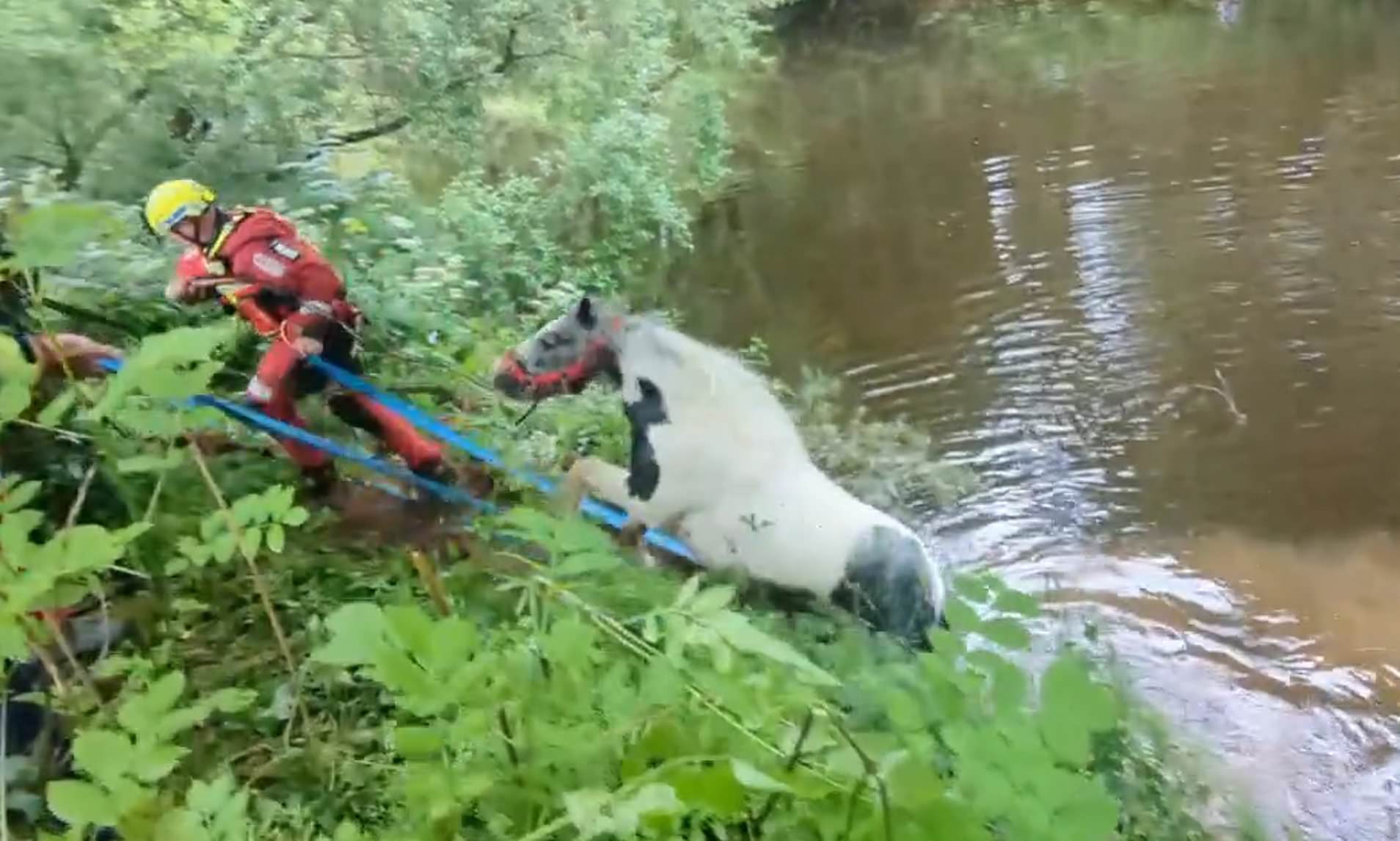 Moment horse is swept away in river while being washed at huge gypsy ...