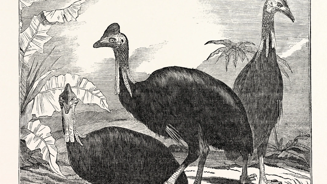 9 most dangerous birds