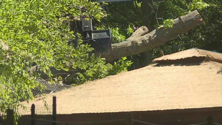 Seneca Park Zoo visitors evacuated after tree limb falls on baboon habitat