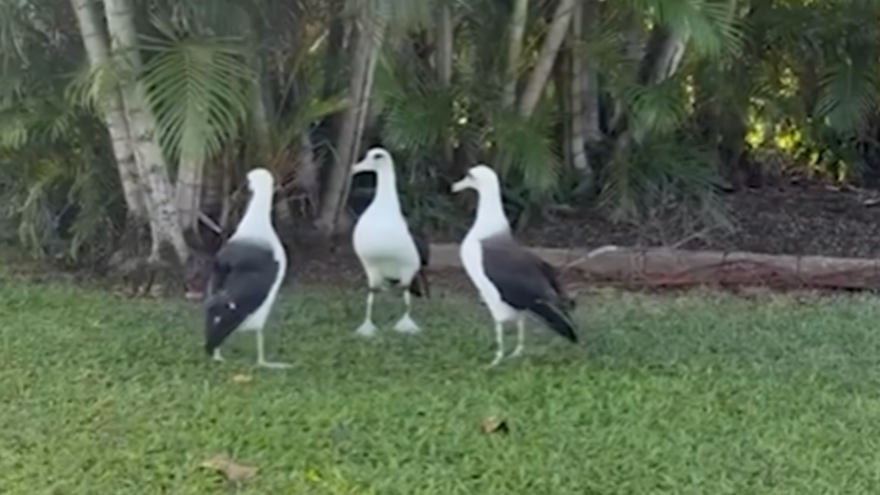 Albatross courtship dance captured on camera