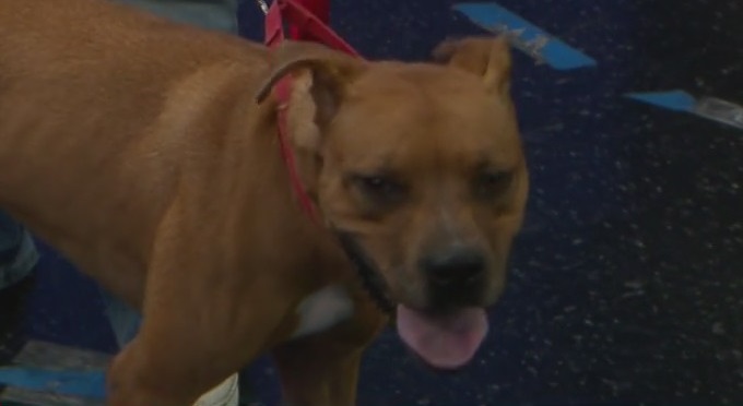 Pet of the week: Sundance the boxer mix
