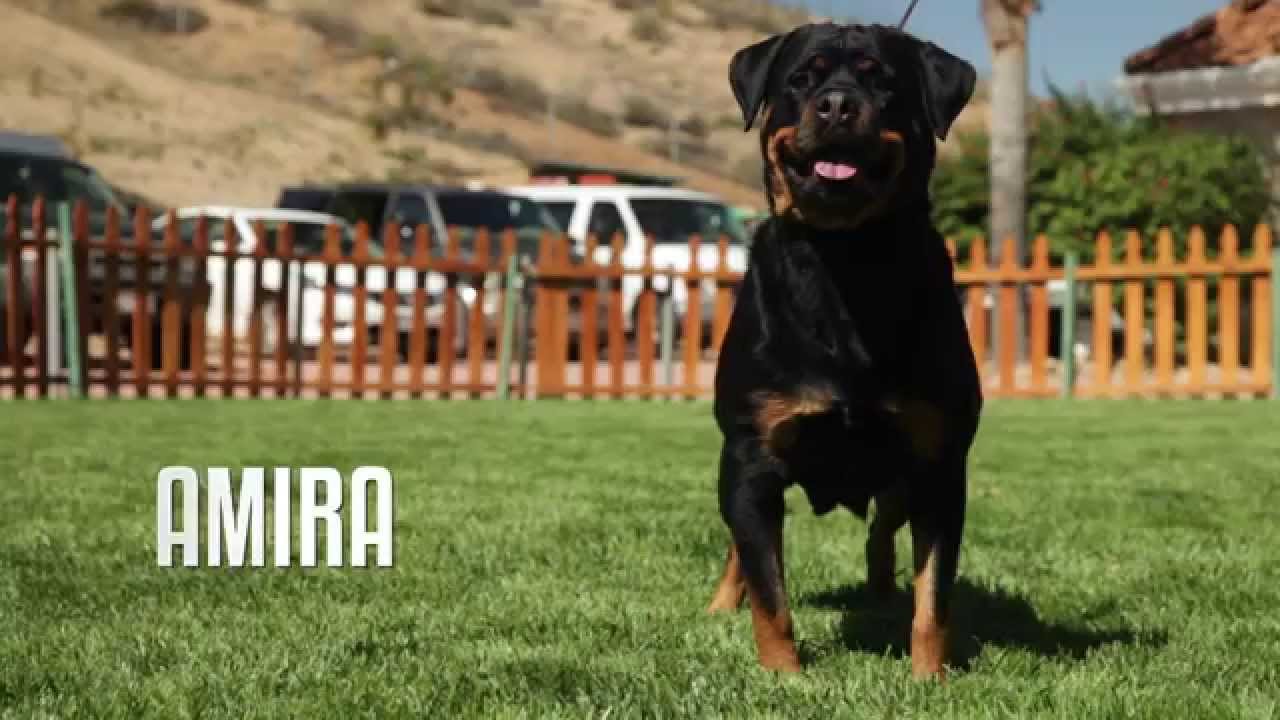 PROFESSIONAL ROTTWEILER BREEDER EXPLAINS DIFFERENCE BETWEEN GERMAN AND ...