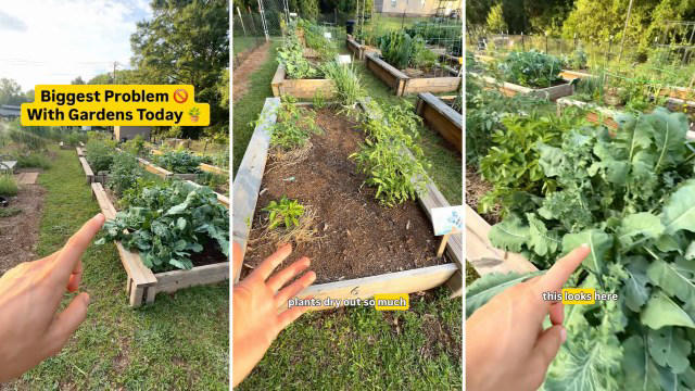 Gardener warns the empty space in your beds is drying plants out