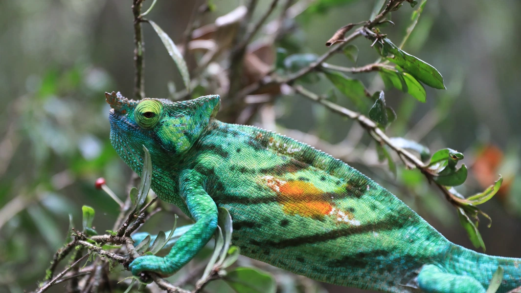 The secret lives of Madagascar’s chameleons
