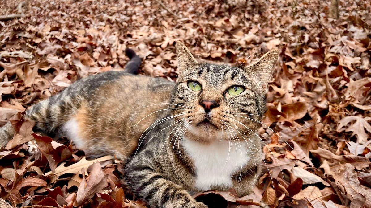 This cat's wild rest stop adventure left his owner with a question she ...