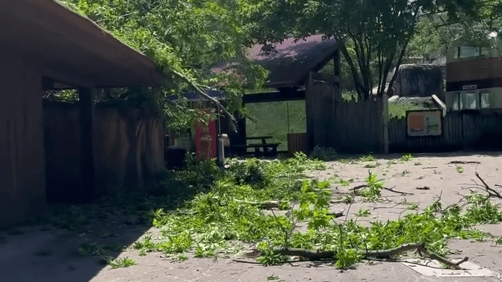 Seneca Park Zoo evacuated, closed for day after tree limb falls on ...