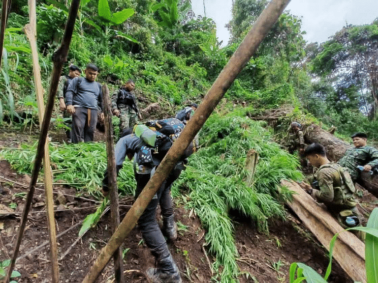 Authorities uproot 800 marijuana plants in Bukidnon town