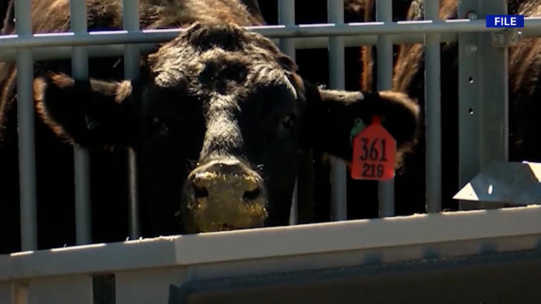 East TN cattle farmer, UT expert prepare for potential screwworm outbreak