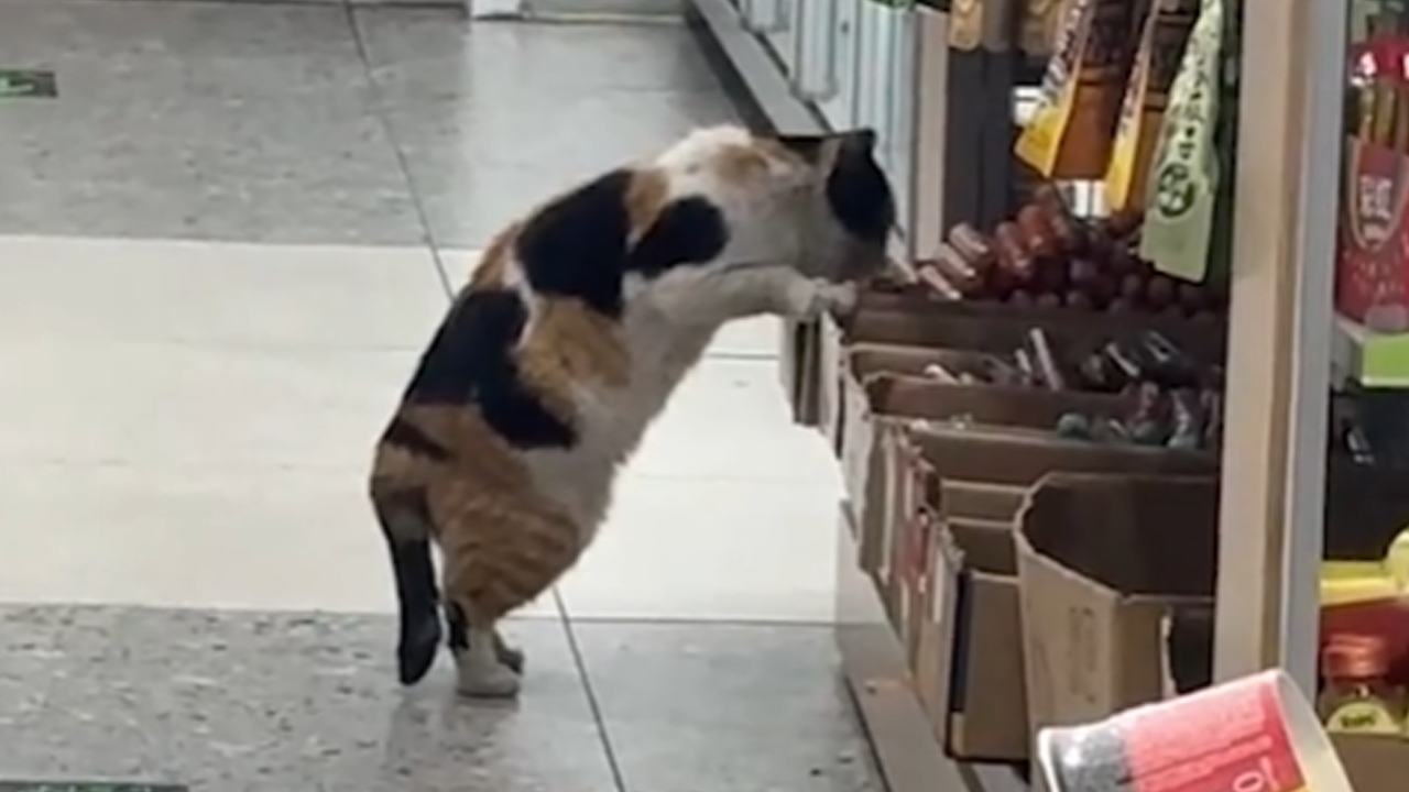 Clever cat steals sausage from a grocery store