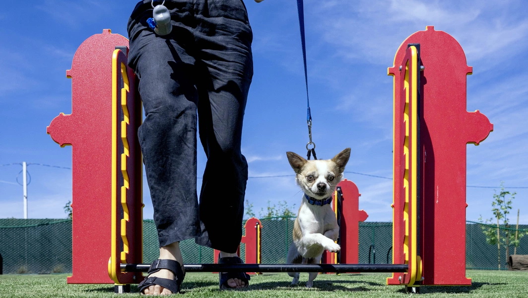 Finding the perfect adventure for your dog