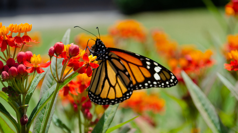 15 perfect plants to grow if you live in a tropical environment