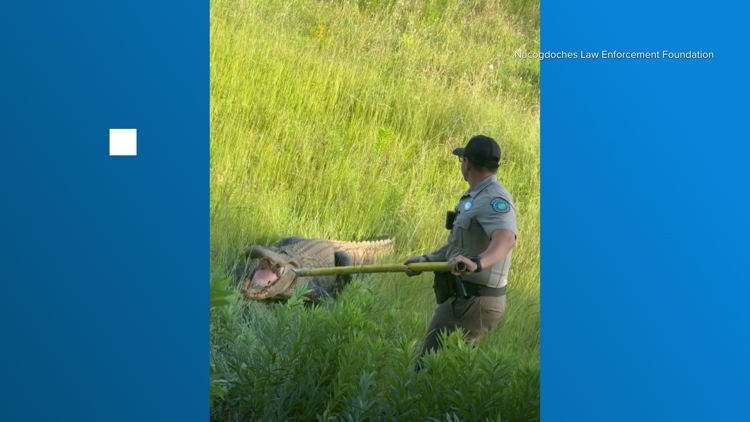 Texas game wardens relocate 11-foot alligator at basketball event in ...