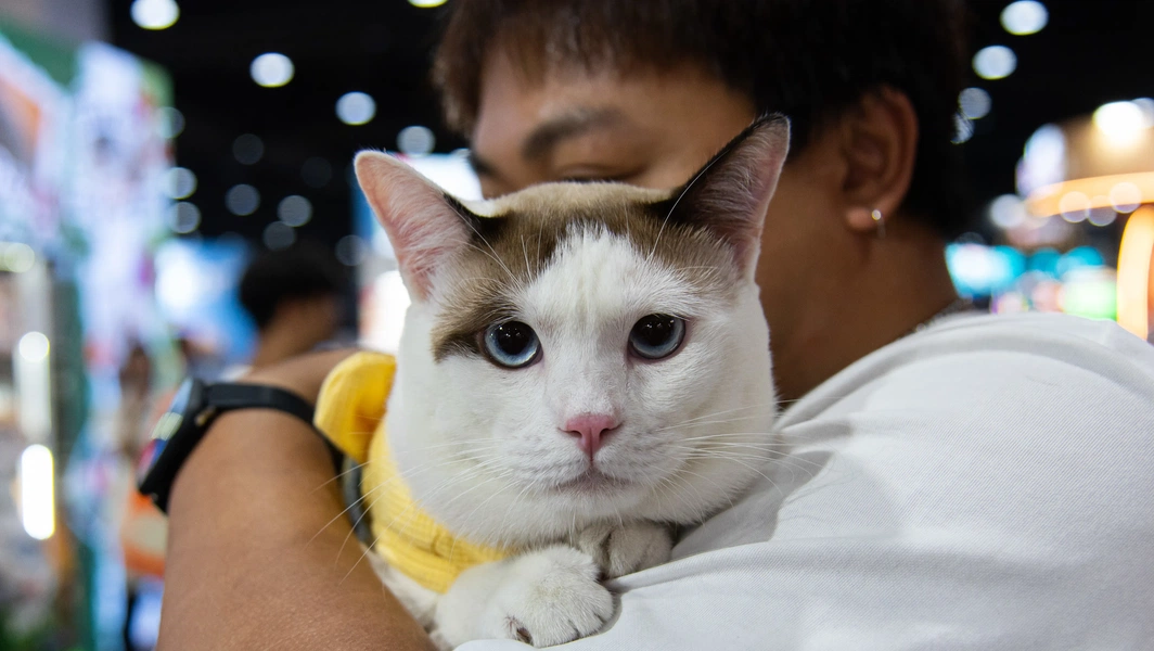 How cats sense and show affection