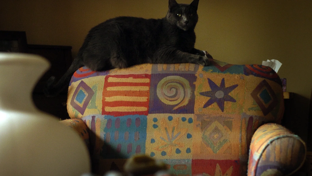 Understanding why cats scratch furniture