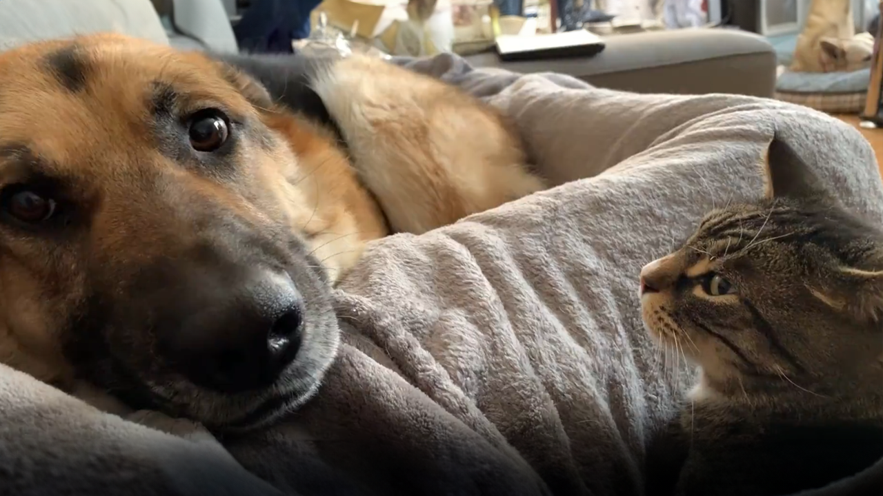Cat stuck between two grumpy German shepherds