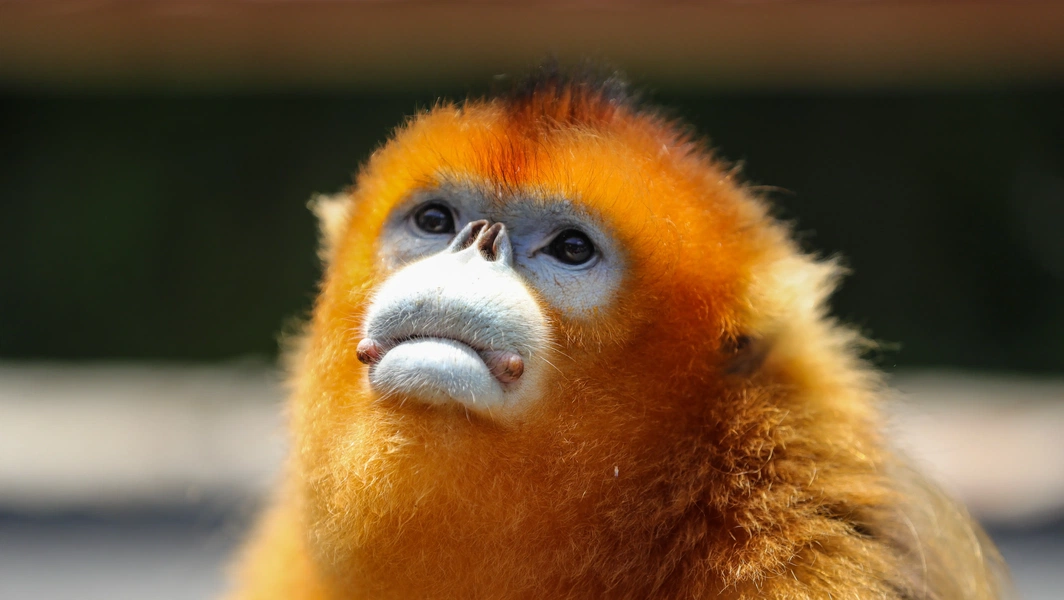 14 animals with unusual and striking features